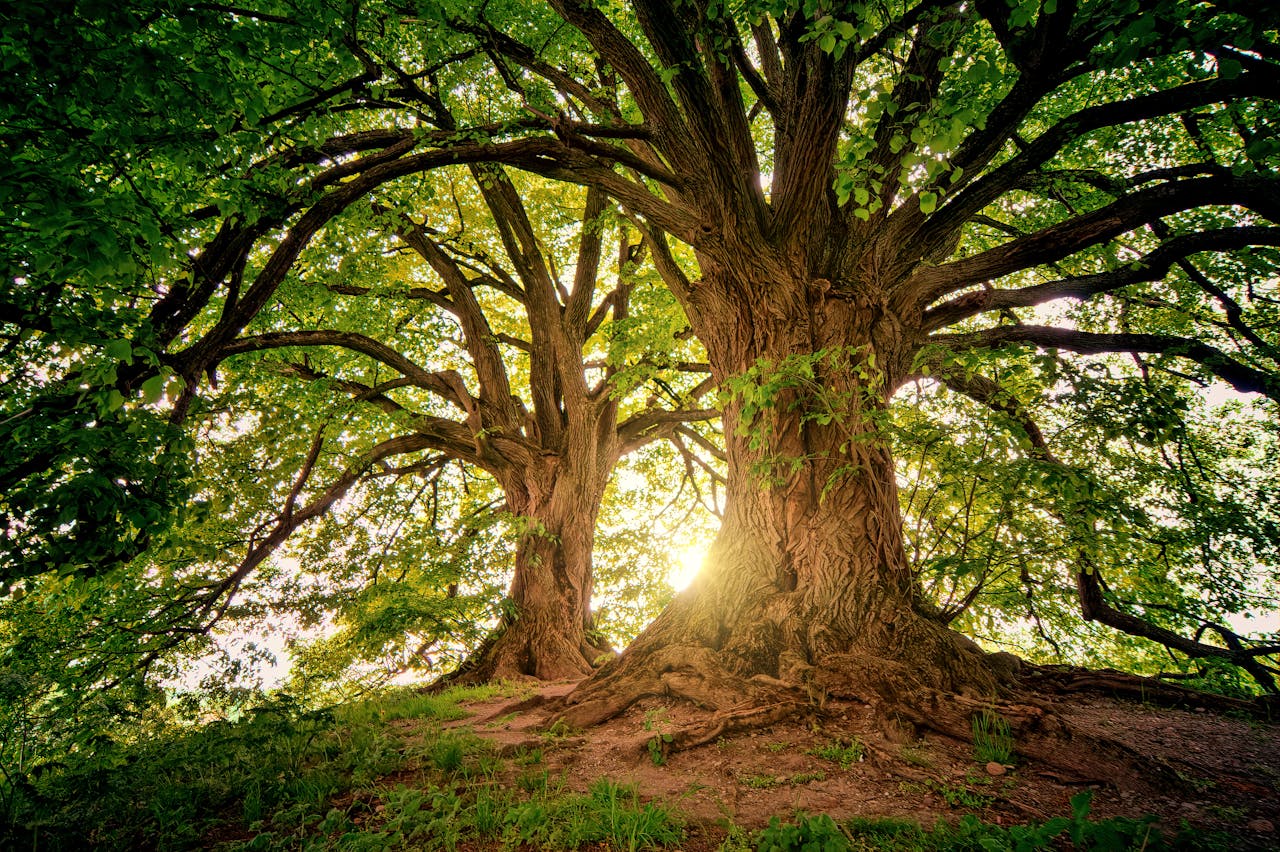 Home - FSC Certification with Forest Products Group
